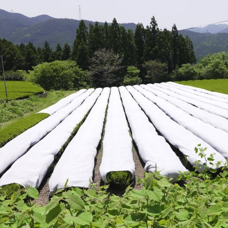 Kabusecha Shade Grown Green Tea